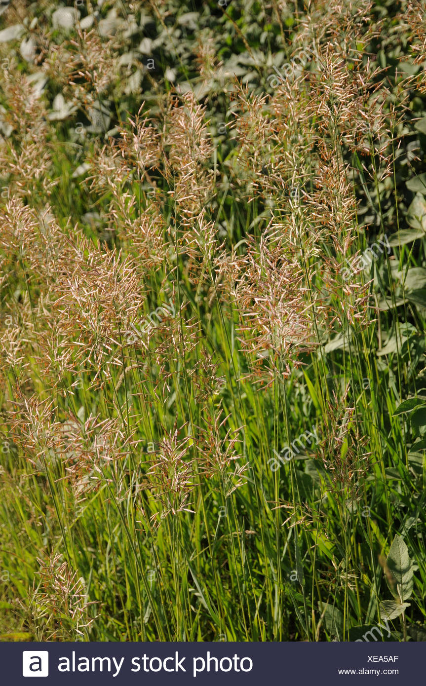 Brome Grass High Resolution Stock Photography and Images - Alamy