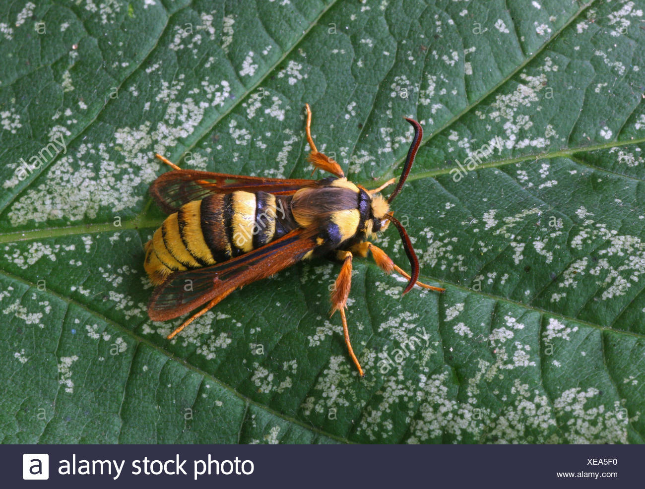 Sesia Apiformis Moths High Resolution Stock Photography and Images - Alamy