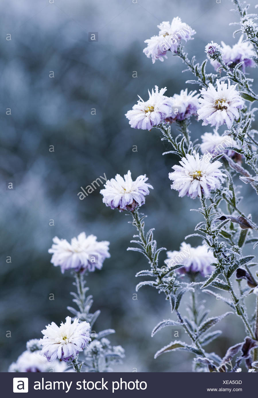 Frozen Flowers Stock Photos & Frozen Flowers Stock Images - Alamy