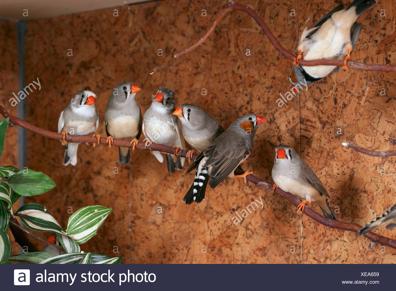 Zebra Finch Singing High Resolution Stock Photography and Images - Alamy