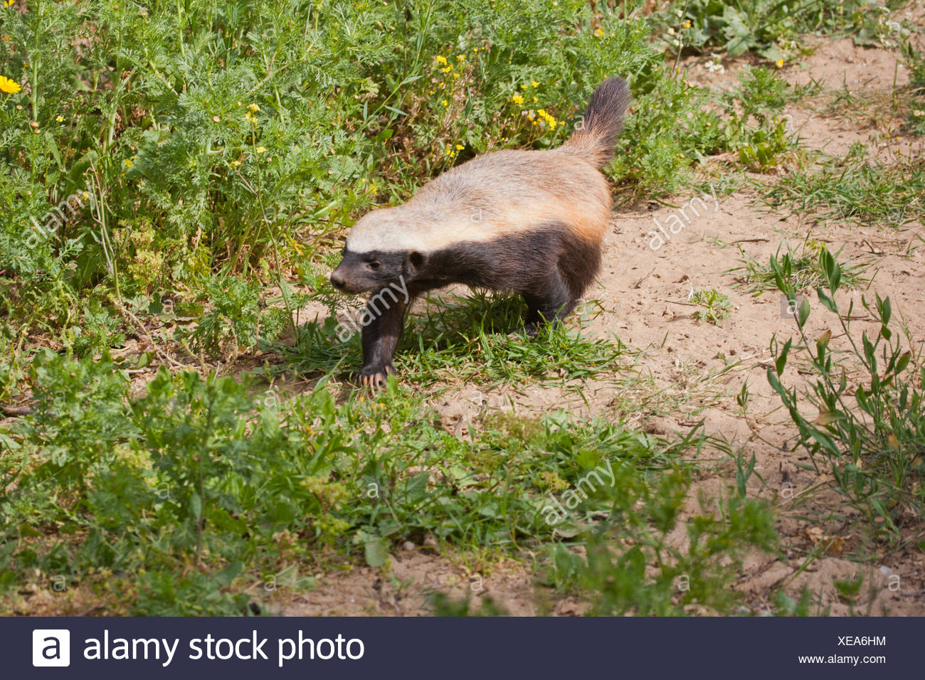 Ratel Mellivora Capensis High Resolution Stock Photography and Images ...