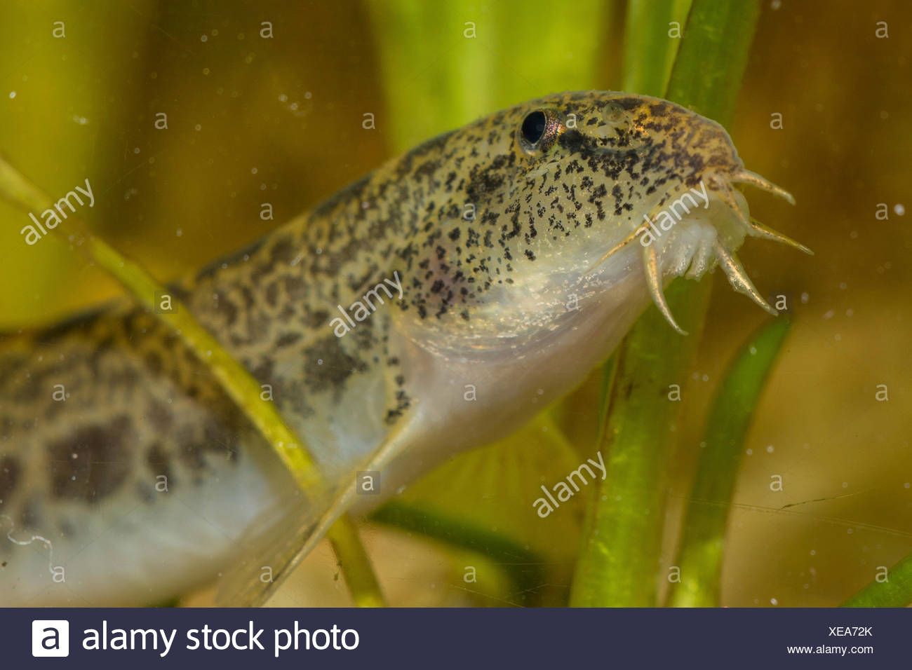 Fisch Steinbeisser Stock Photos & Fisch Steinbeisser Stock Images - Alamy