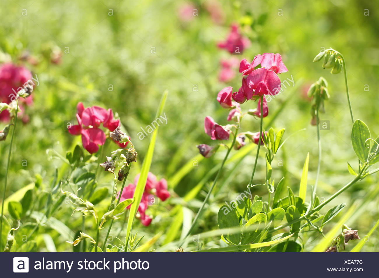 Leguminous Plant High Resolution Stock Photography and Images - Alamy