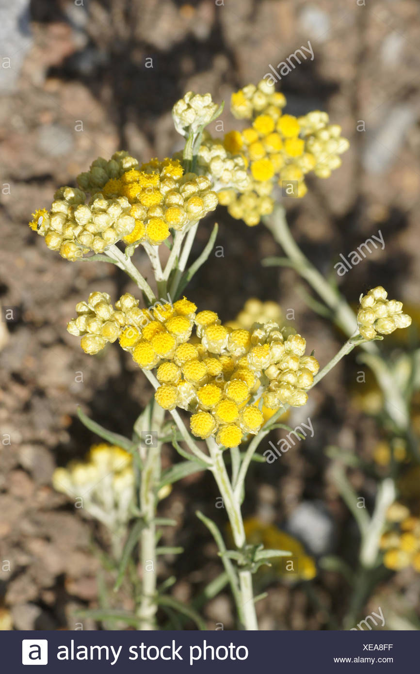 Everlasting Daisy Stock Photos & Everlasting Daisy Stock Images - Alamy