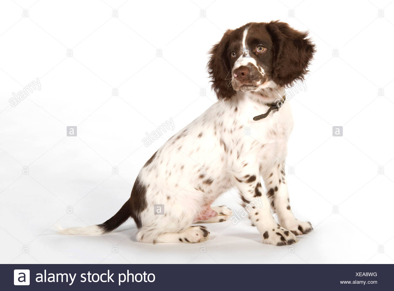 Springer Spaniel High Resolution Stock Photography and Images - Alamy