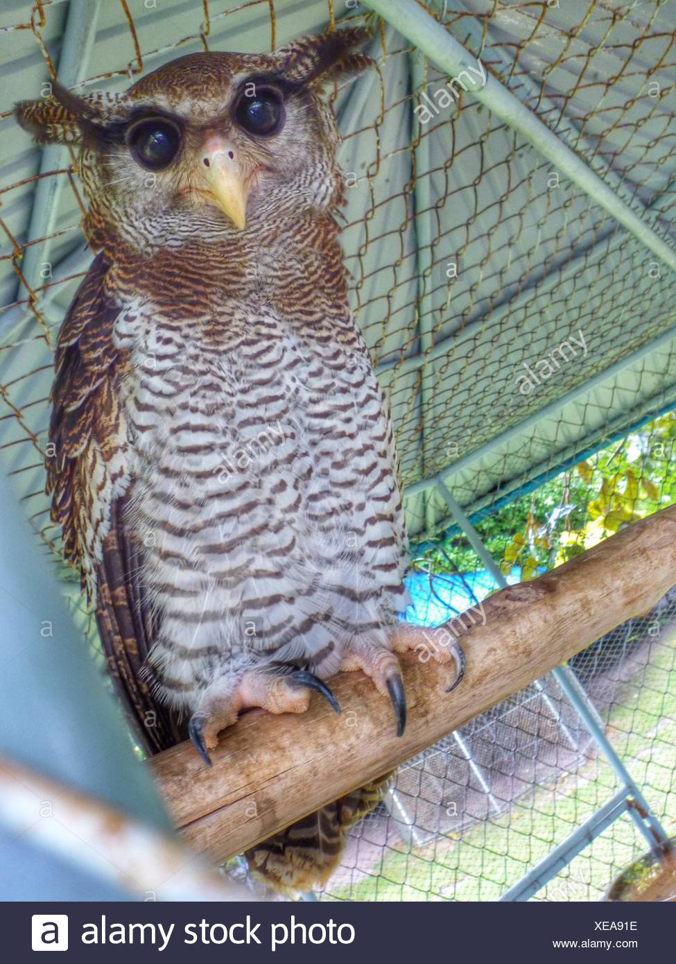 Owl Cage Stock Photos & Owl Cage Stock Images - Alamy