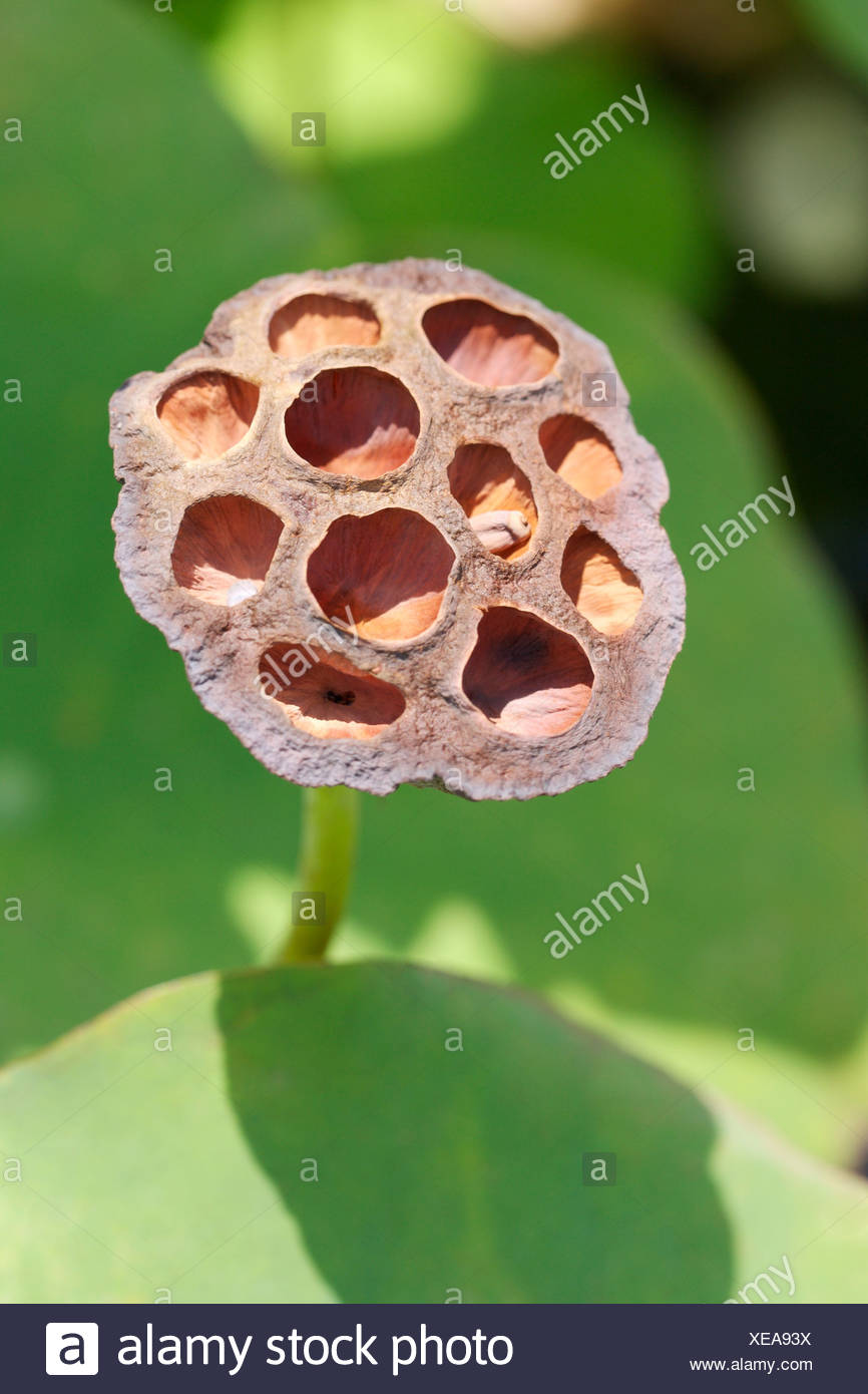 Lotus Pod High Resolution Stock Photography and Images - Alamy