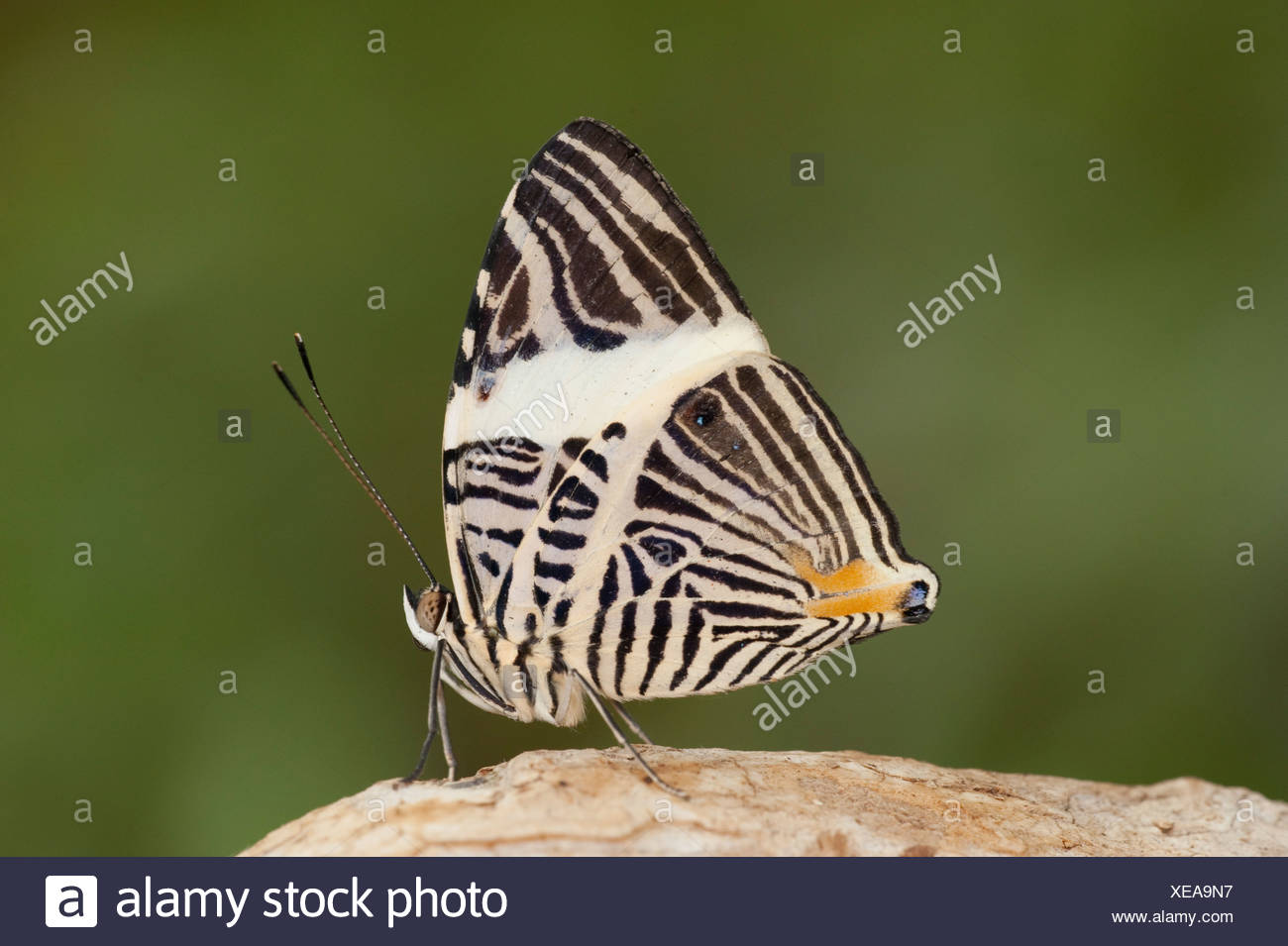 Butterfly Mosaic High Resolution Stock Photography and Images - Alamy