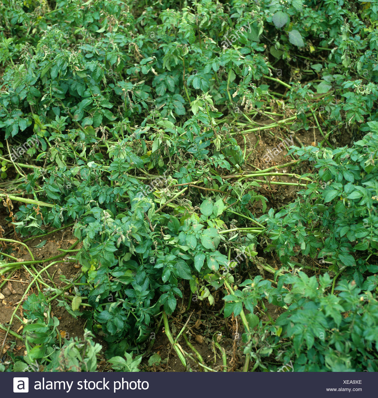 Potato Crop Blight High Resolution Stock Photography and Images - Alamy