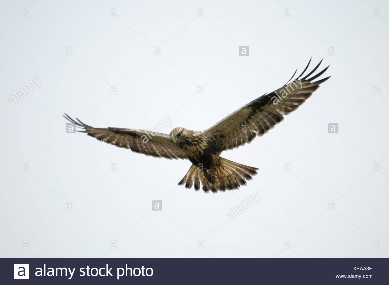 Buzzard In Flight High Resolution Stock Photography and Images - Alamy