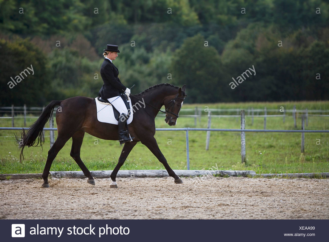Female Dressage Rider High Resolution Stock Photography and Images - Alamy