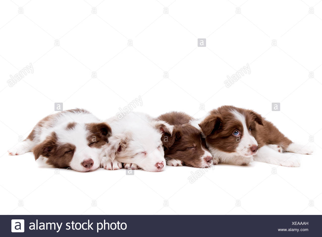 Sleeping Border Collie High Resolution Stock Photography and Images - Alamy