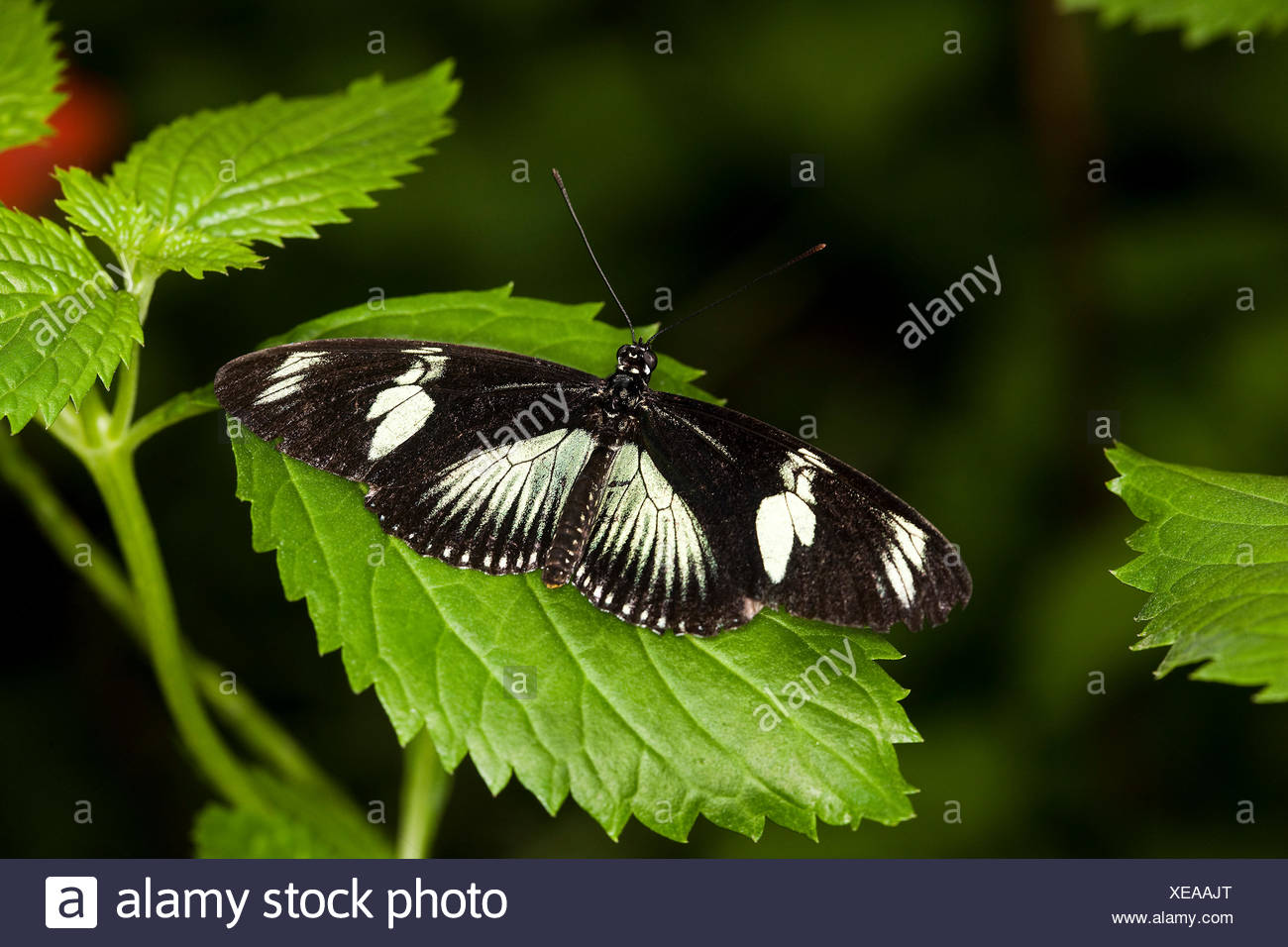 African Swallowtail High Resolution Stock Photography and Images - Alamy