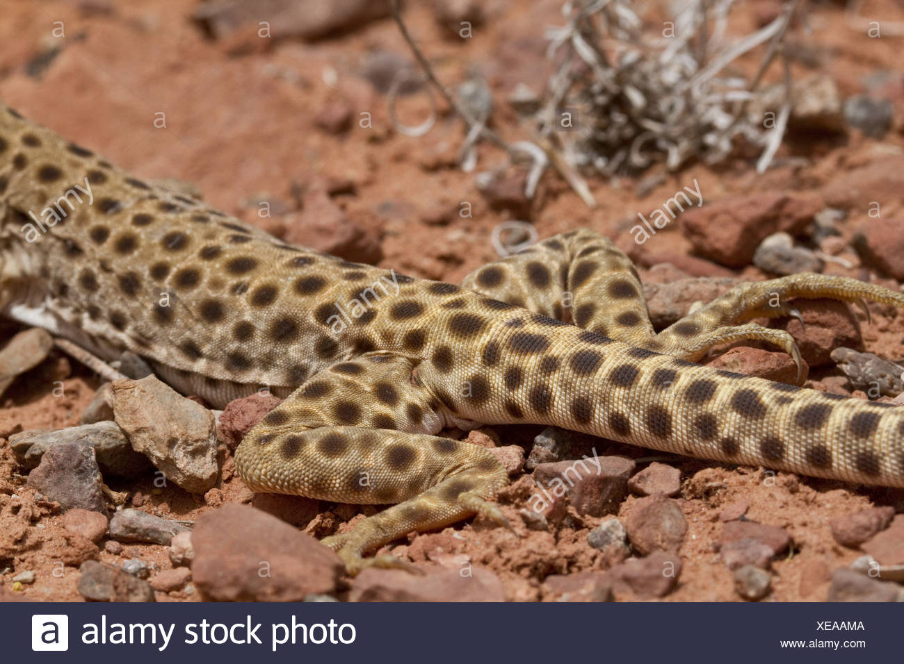 Longnose Leopard Lizard High Resolution Stock Photography and Images ...