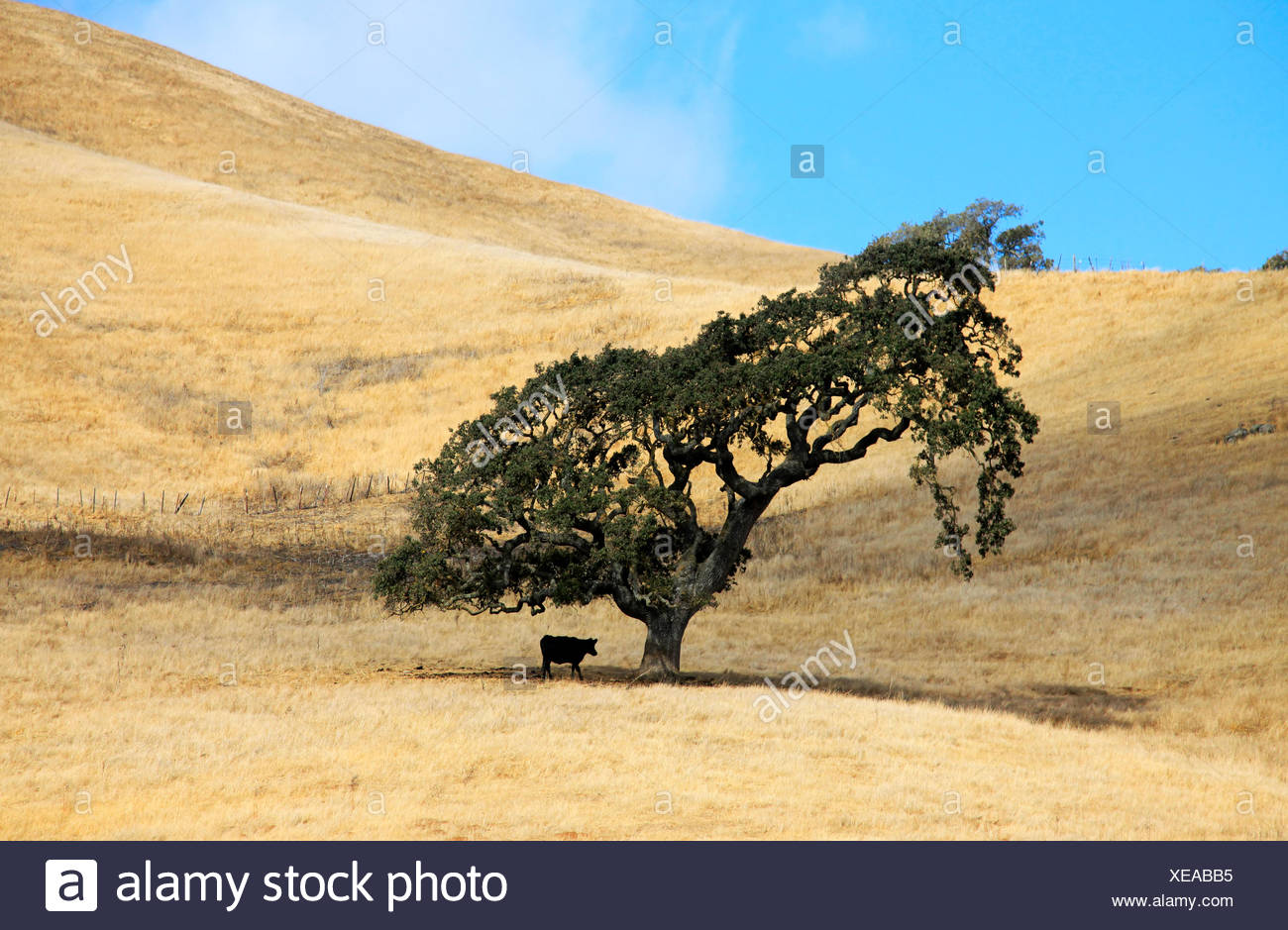 Cow Under Tree High Resolution Stock Photography and Images - Alamy