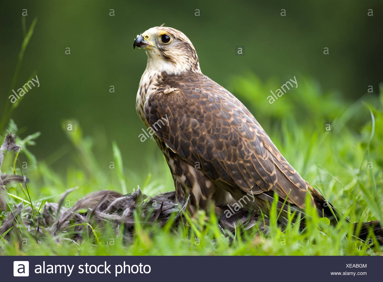 Altai Falcon High Resolution Stock Photography and Images - Alamy