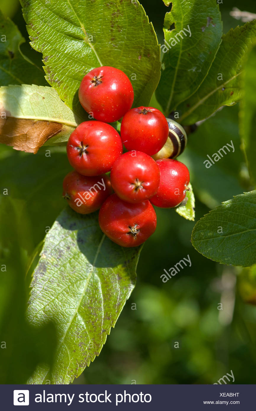 False Fruits Stock Photos & False Fruits Stock Images - Alamy
