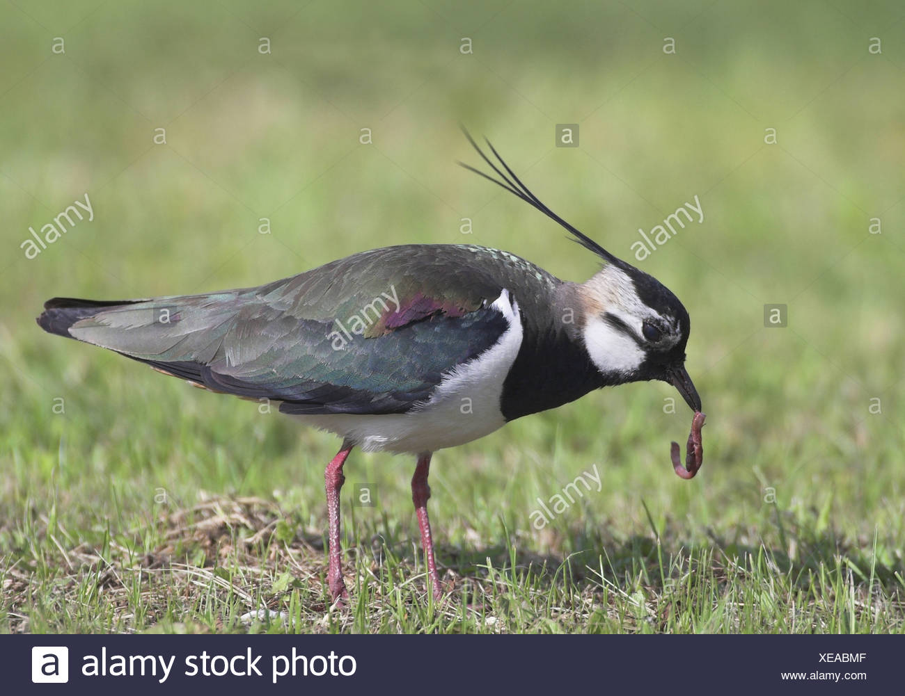 Earthworm Predator High Resolution Stock Photography and Images - Alamy