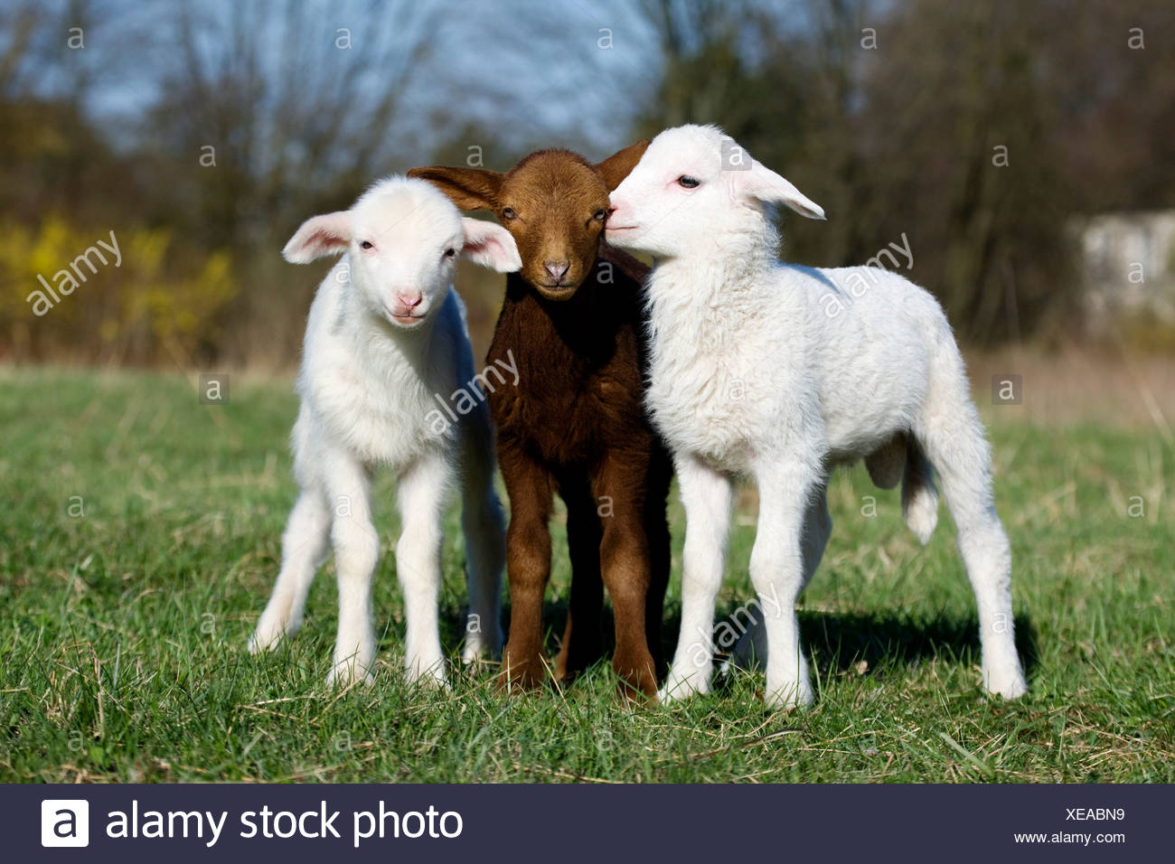 Young Goat Stock Photos & Young Goat Stock Images - Alamy