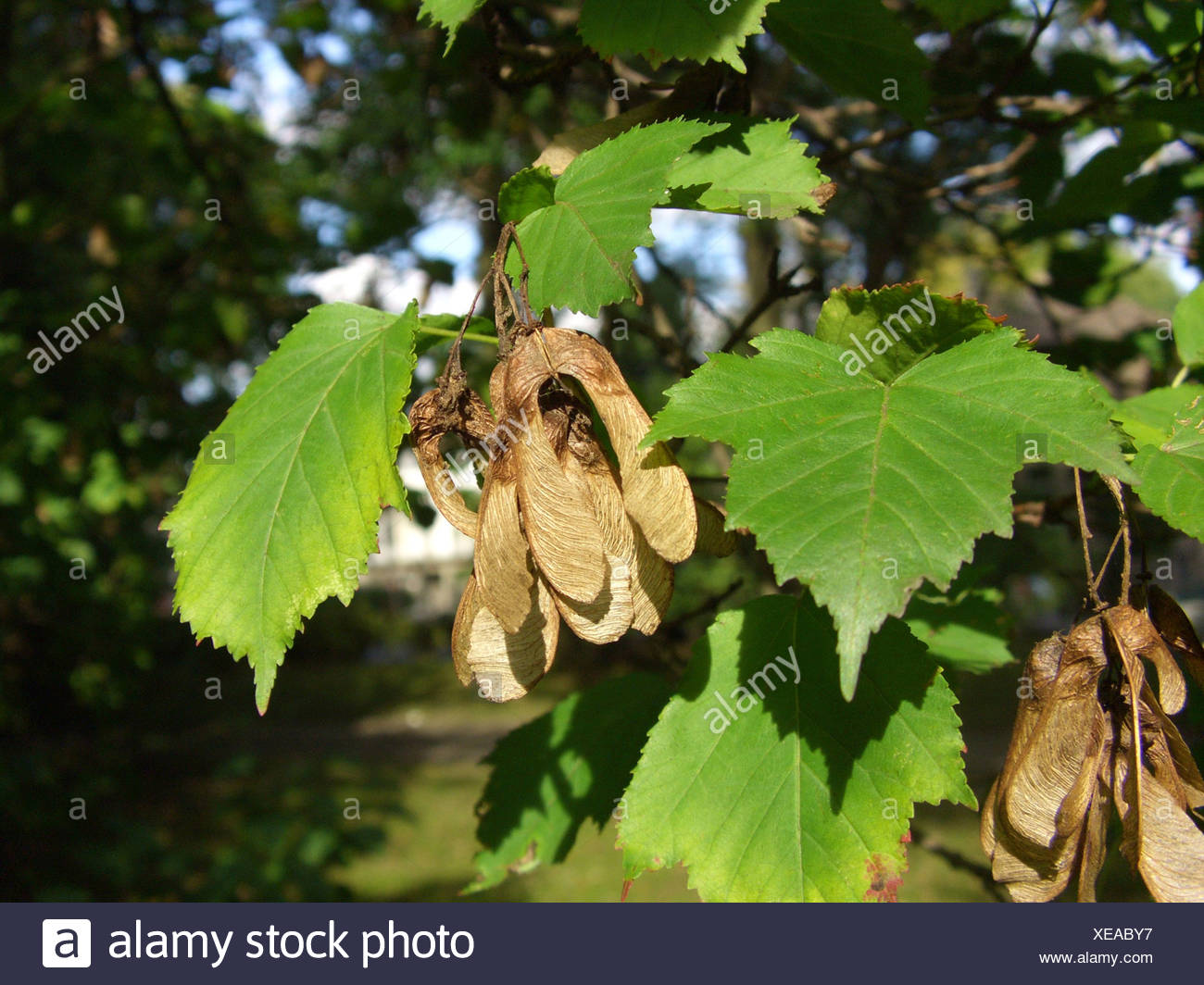 Tartarian High Resolution Stock Photography and Images - Alamy