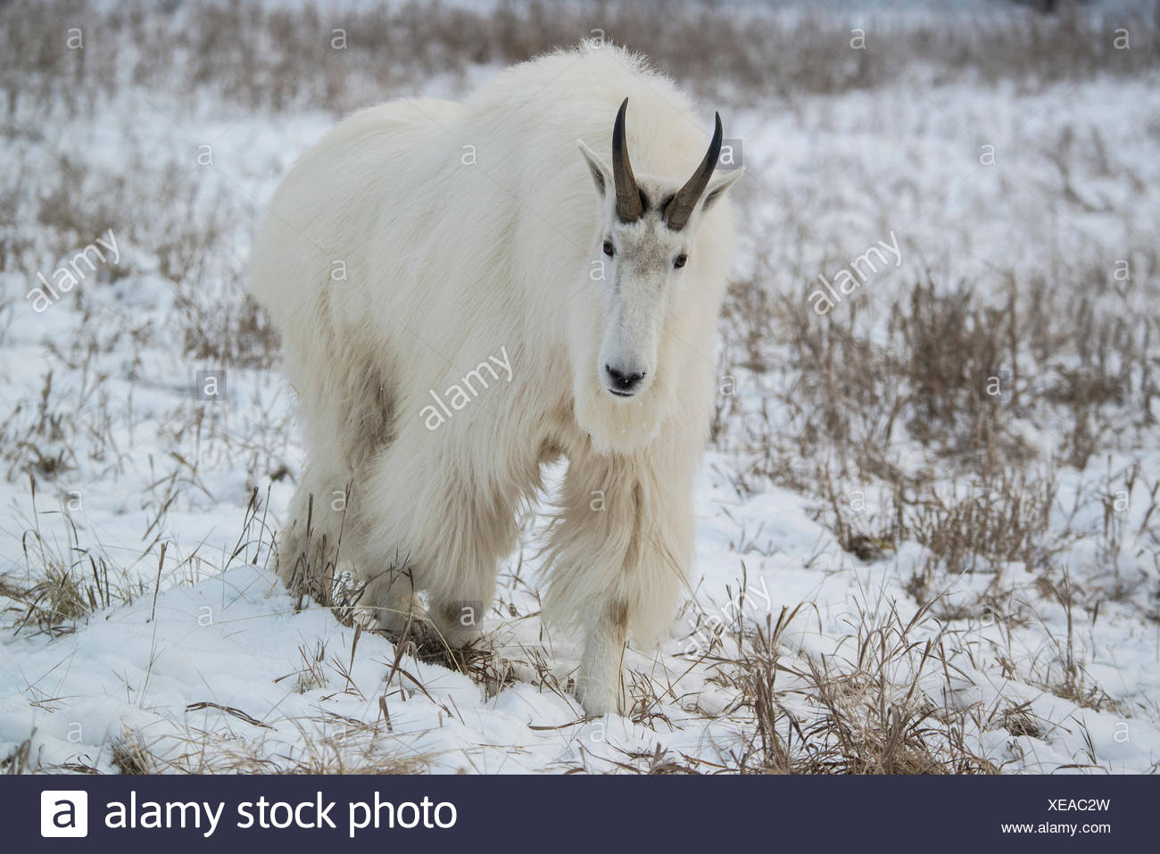 Mountain Goat Animal Snow Winter Canada White Stock Photos & Mountain ...