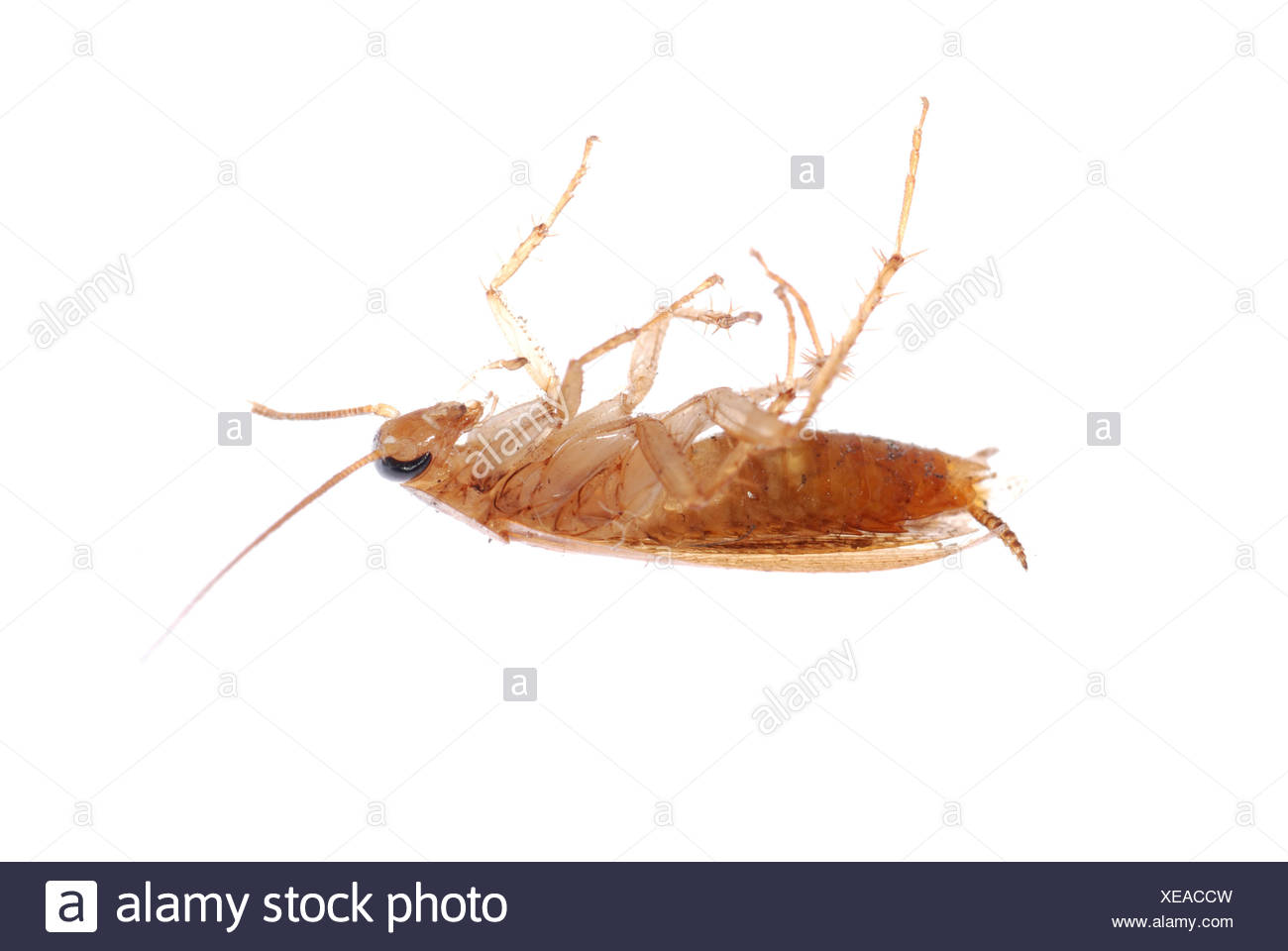 Cockroach Abdomen High Resolution Stock Photography and Images - Alamy