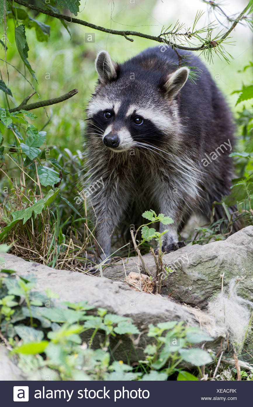 Raccoon In Zoo High Resolution Stock Photography and Images - Alamy
