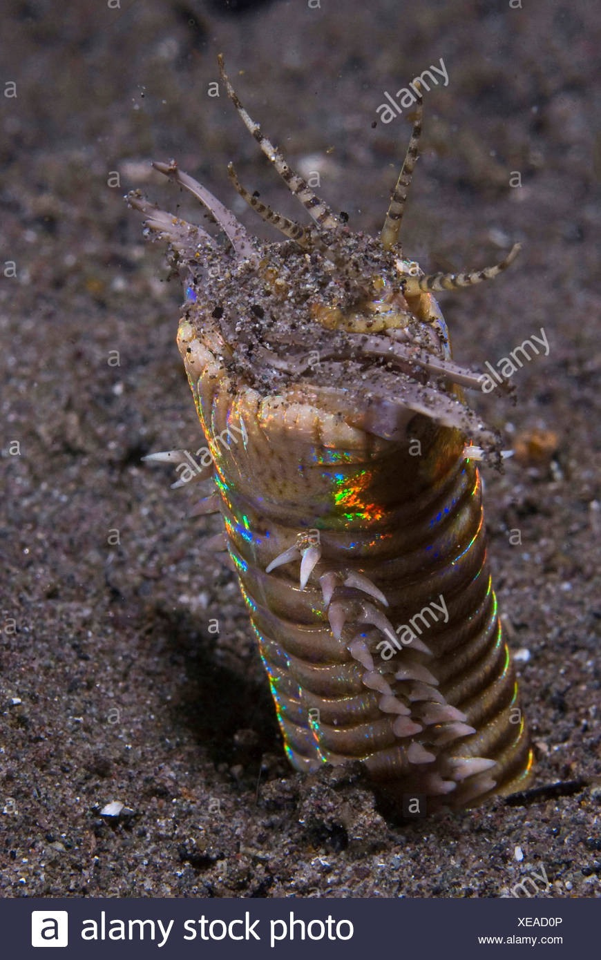 Bobbit Worm High Resolution Stock Photography and Images - Alamy