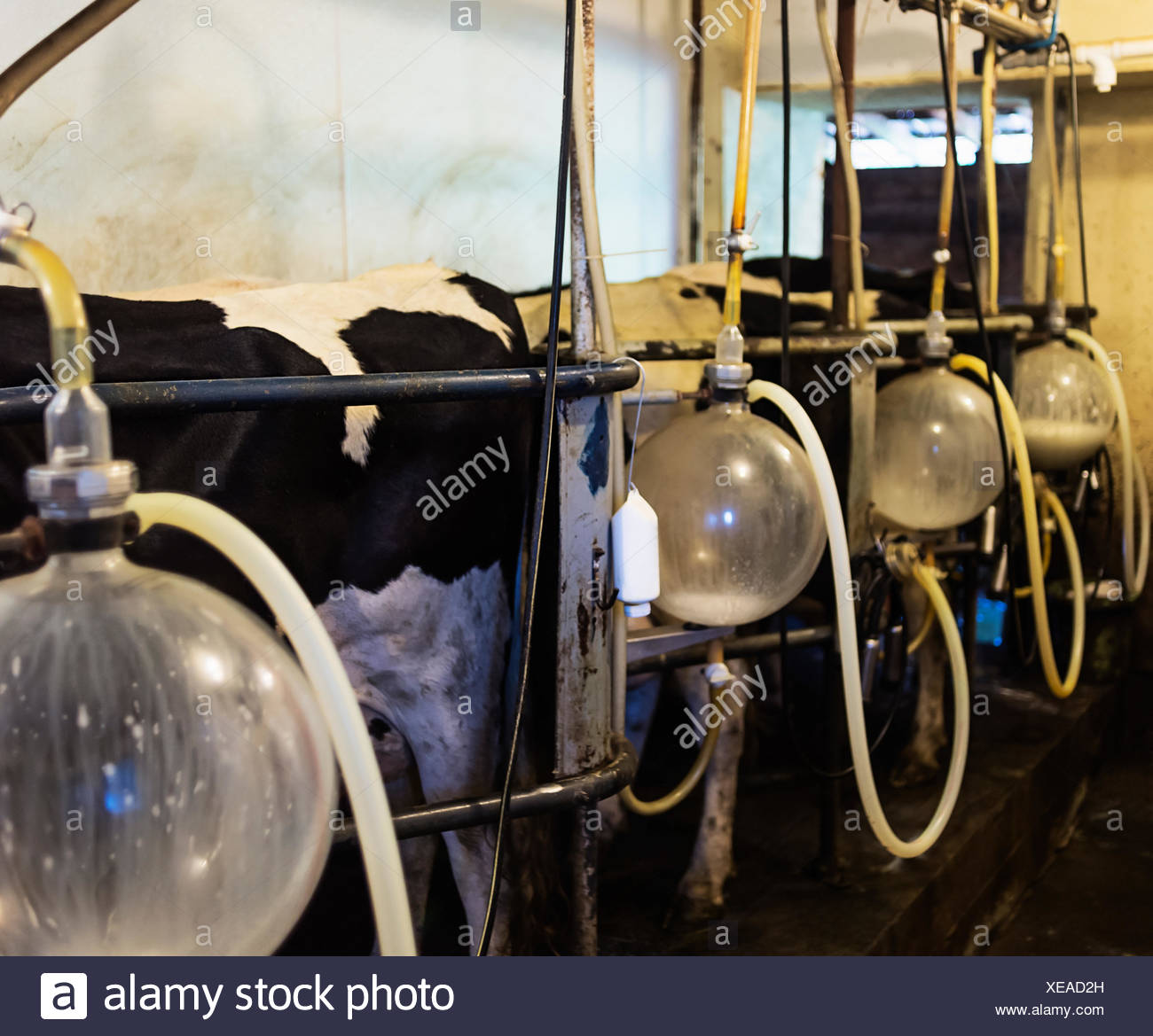 Cow Being Milked High Resolution Stock Photography and Images - Alamy