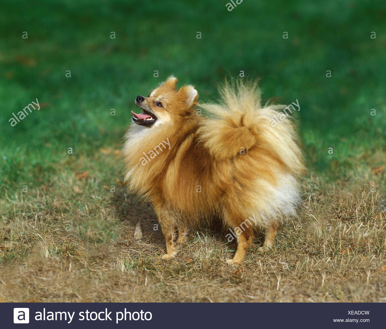 Miniature Spitz Stock Photos & Miniature Spitz Stock Images - Alamy