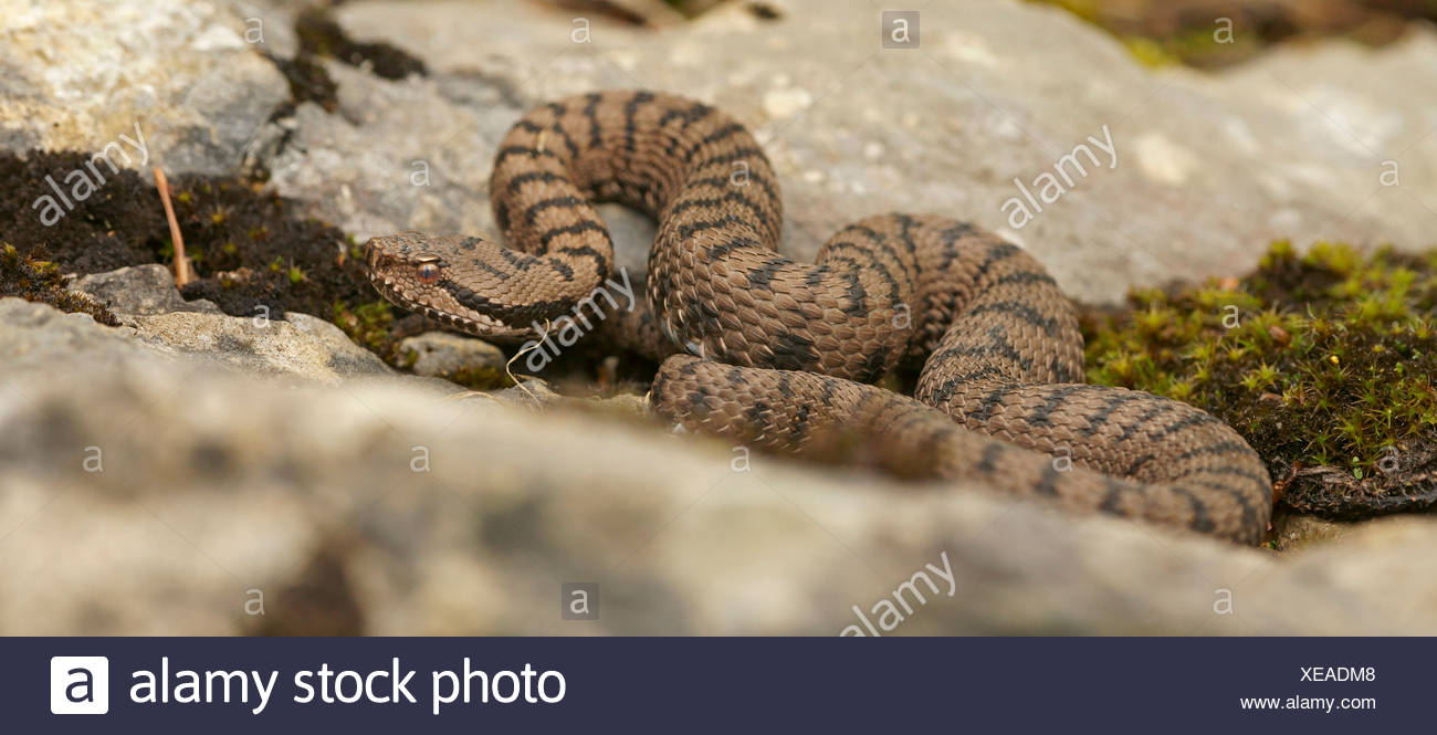 Asp Viper Vipera Aspis High Resolution Stock Photography and Images - Alamy