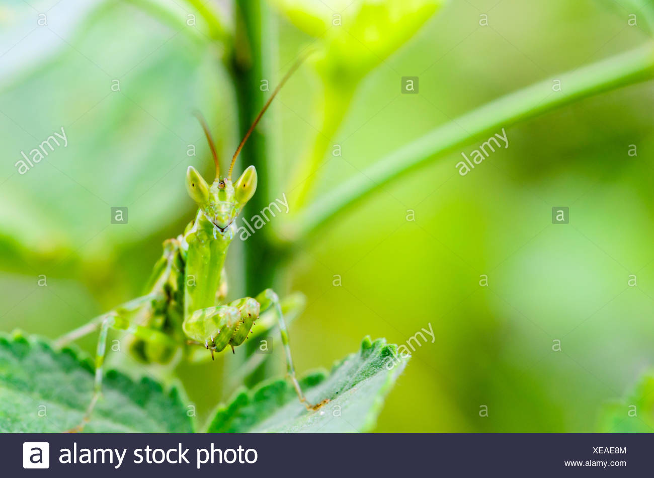 Indian Flower Praying Mantis High Resolution Stock Photography and ...