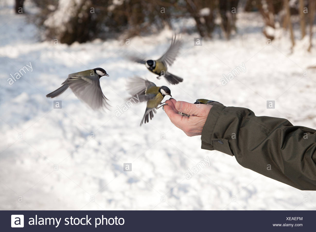Human Feeding Birds High Resolution Stock Photography and Images - Alamy