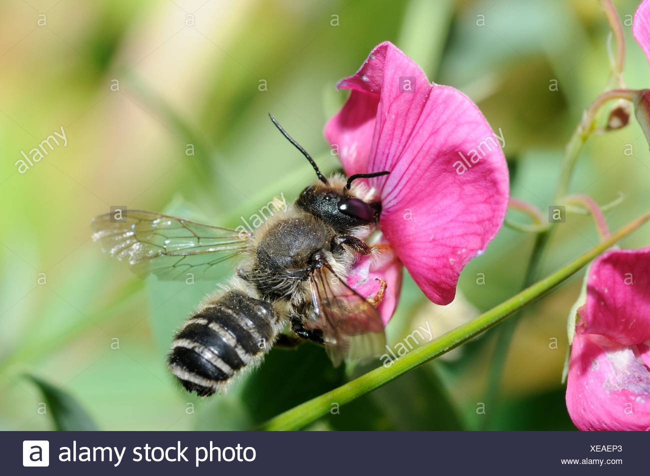 Pea Flower And Leaf High Resolution Stock Photography and Images - Alamy