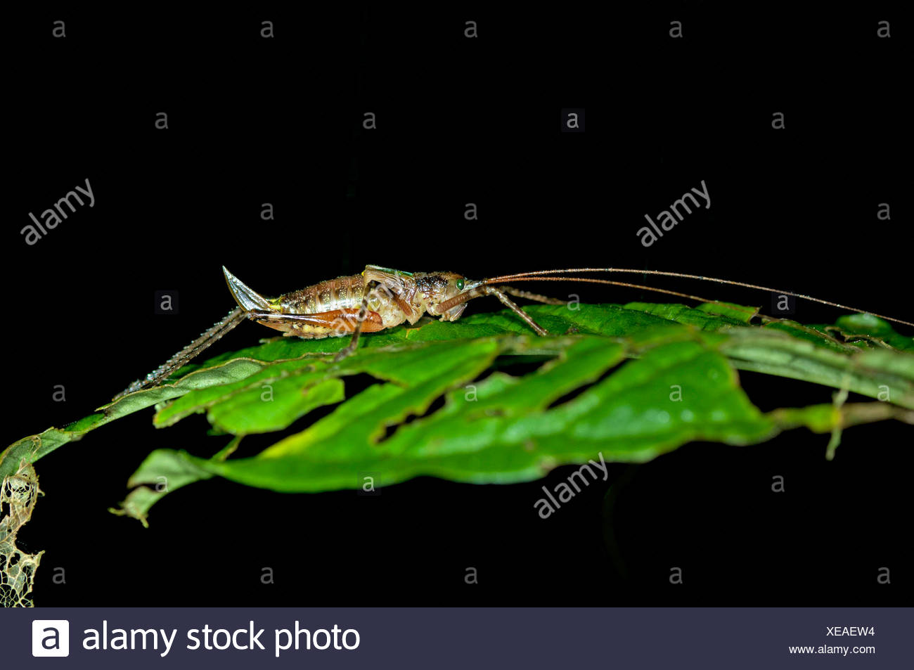 Female Cricket Insect High Resolution Stock Photography and Images - Alamy