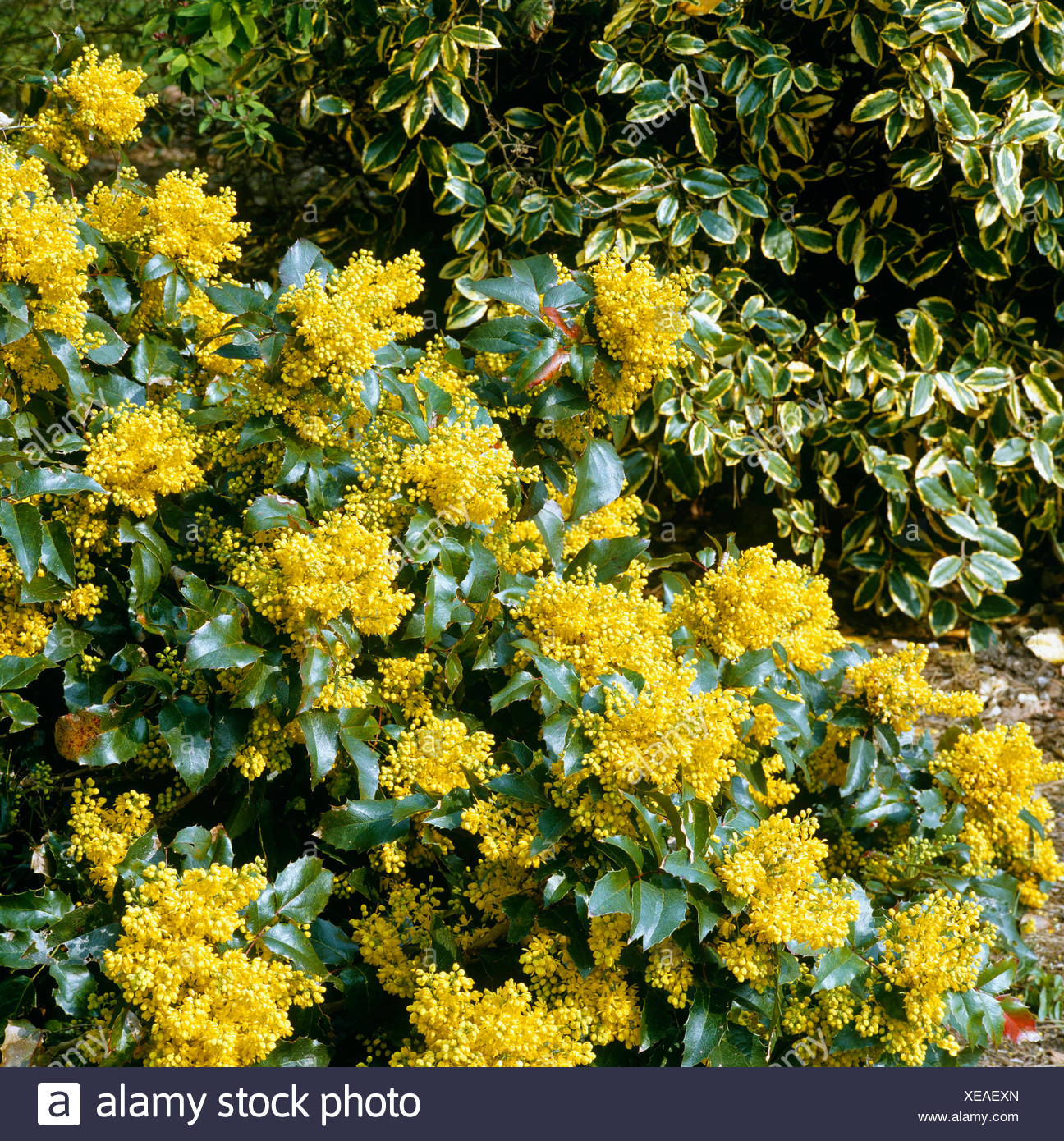 Mahonia Apollo High Resolution Stock Photography and Images - Alamy