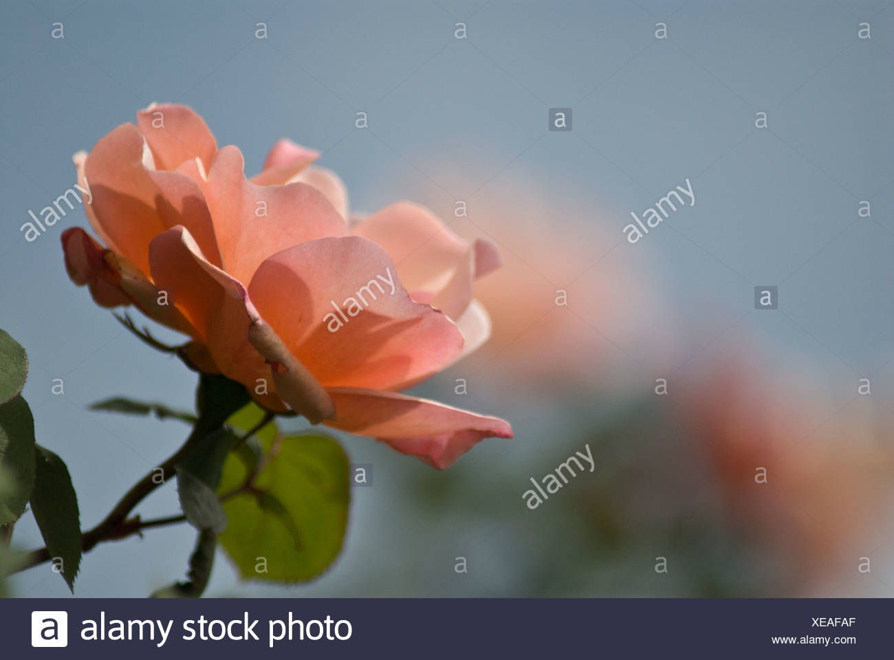 The Peace Rose High Resolution Stock Photography and Images - Alamy