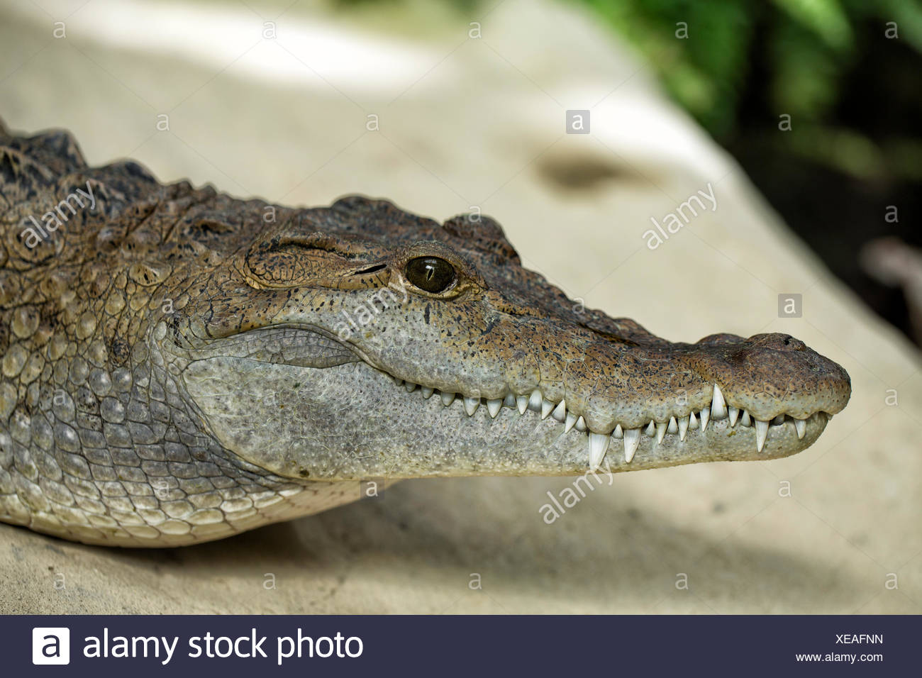 Philippines Crocodile Stock Photos & Philippines Crocodile Stock Images ...