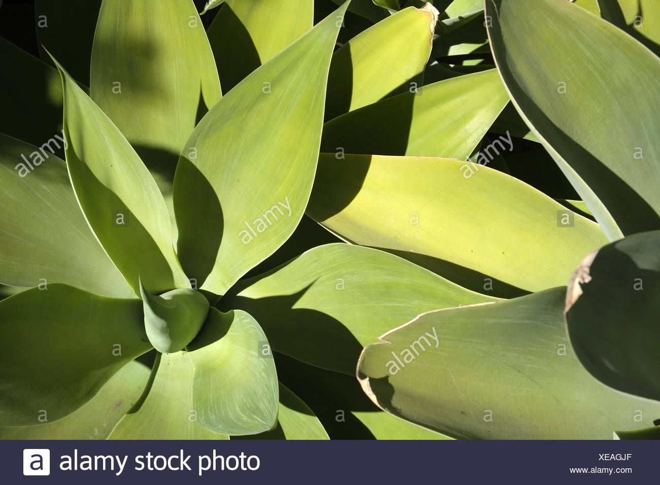 Agave Rosette High Resolution Stock Photography and Images - Alamy