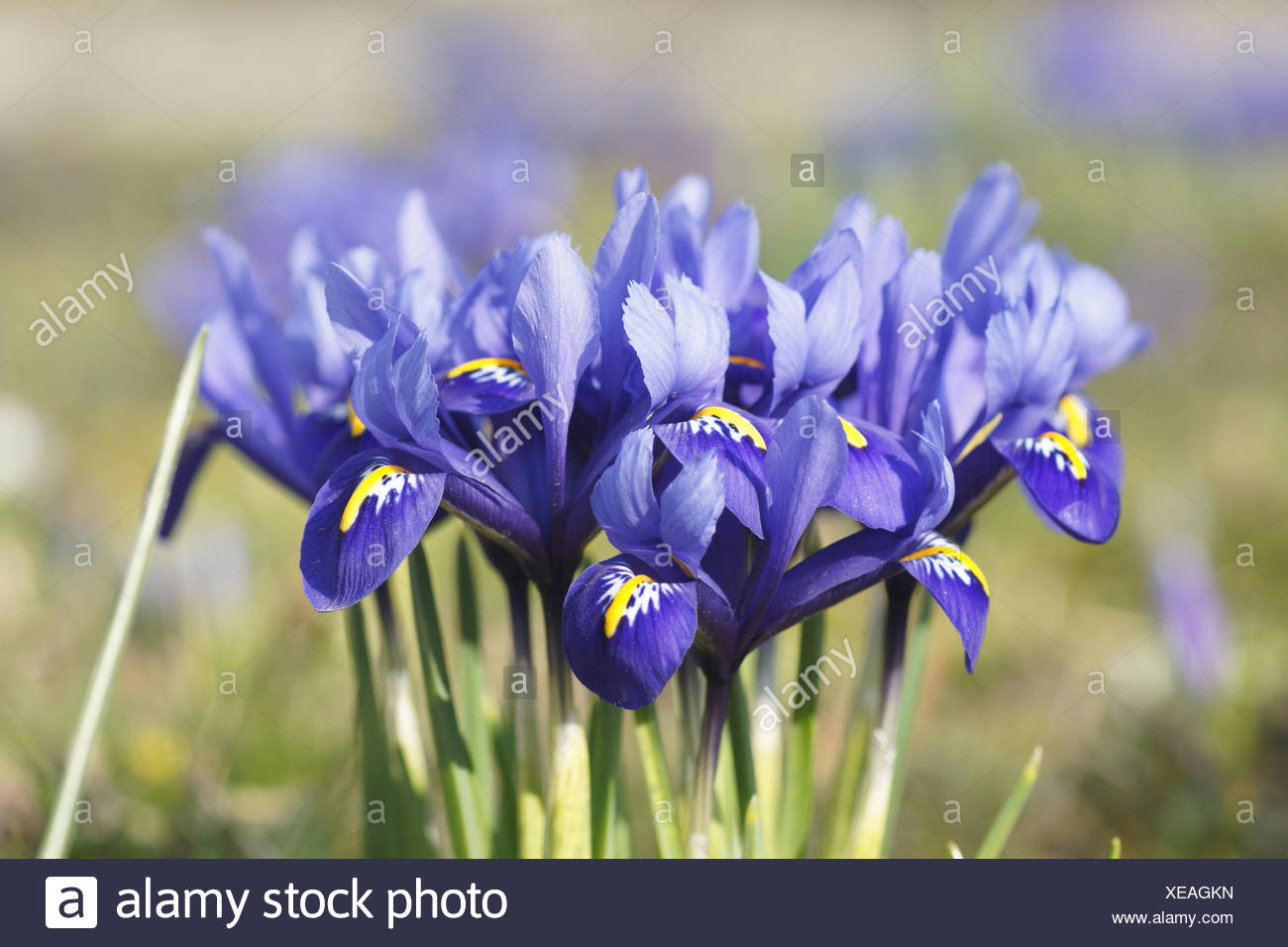 Iris Reticulata High Resolution Stock Photography and Images - Alamy