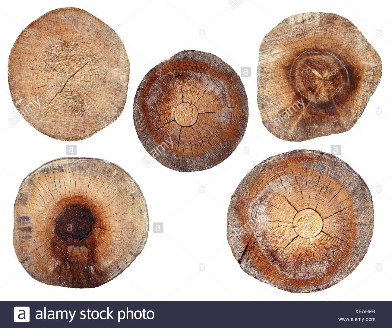 Trimmed Trunk High Resolution Stock Photography and Images - Alamy