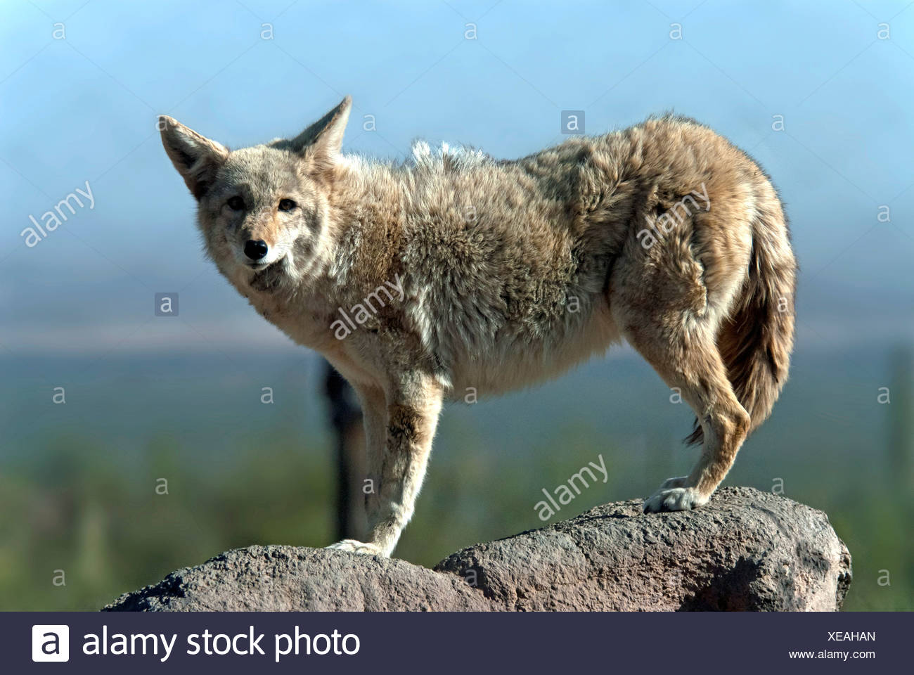 Arizona Coyote Animal High Resolution Stock Photography and Images - Alamy
