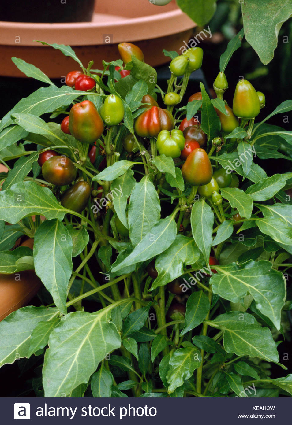 Capsicum Frutescens High Resolution Stock Photography and Images - Alamy