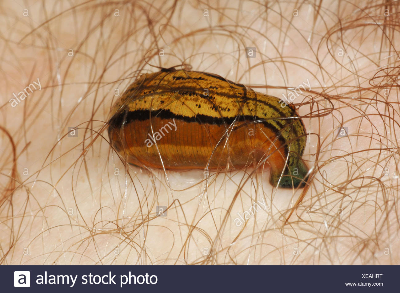 Tiger Leech High Resolution Stock Photography and Images - Alamy