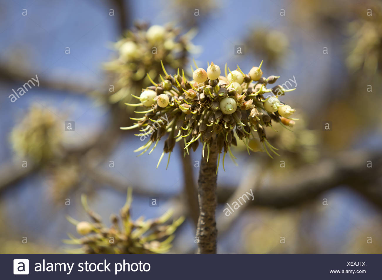 Mahua Flowers As Food High Resolution Stock Photography and Images - Alamy