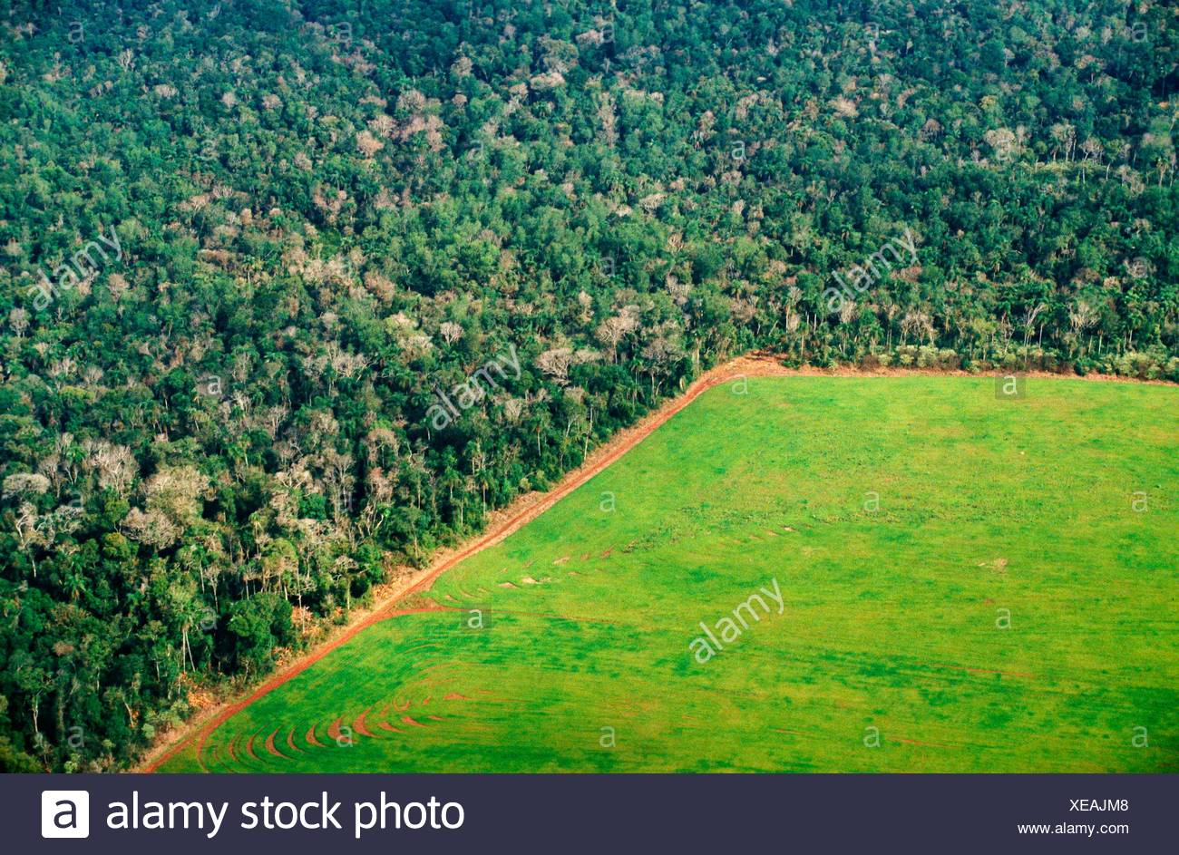 Deforestation High Resolution Stock Photography and Images - Alamy