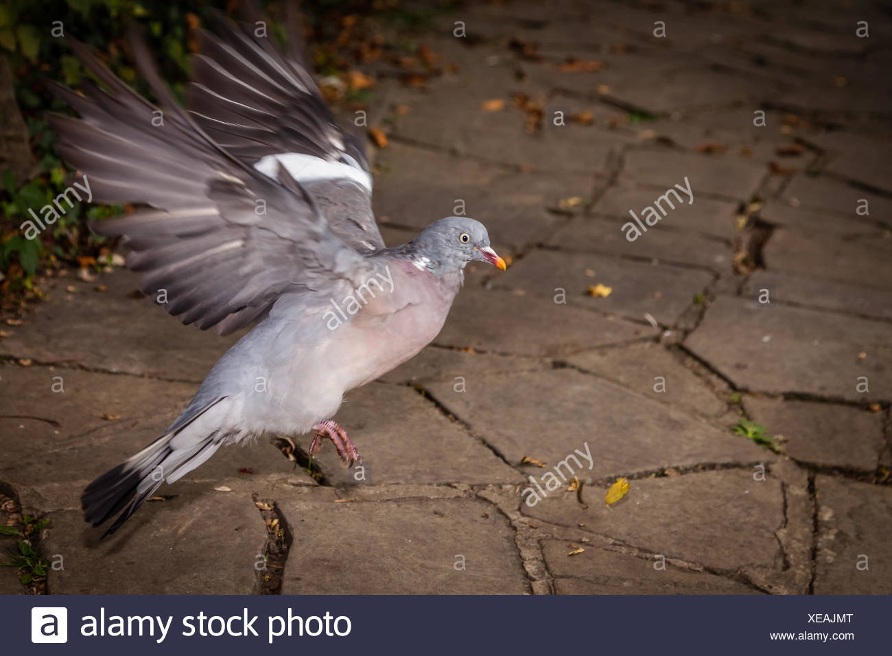 Flipping Bird Stock Photos & Flipping Bird Stock Images - Alamy