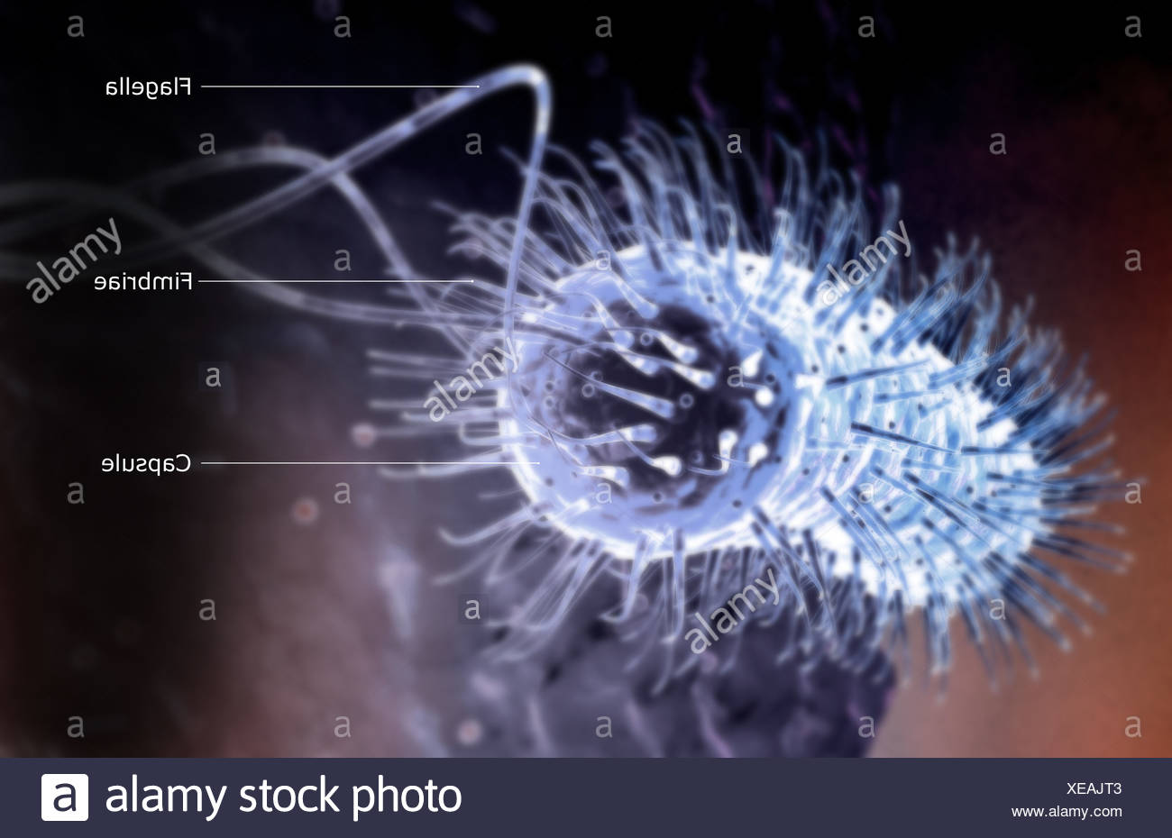 H Pylori Stock Photos & H Pylori Stock Images - Alamy