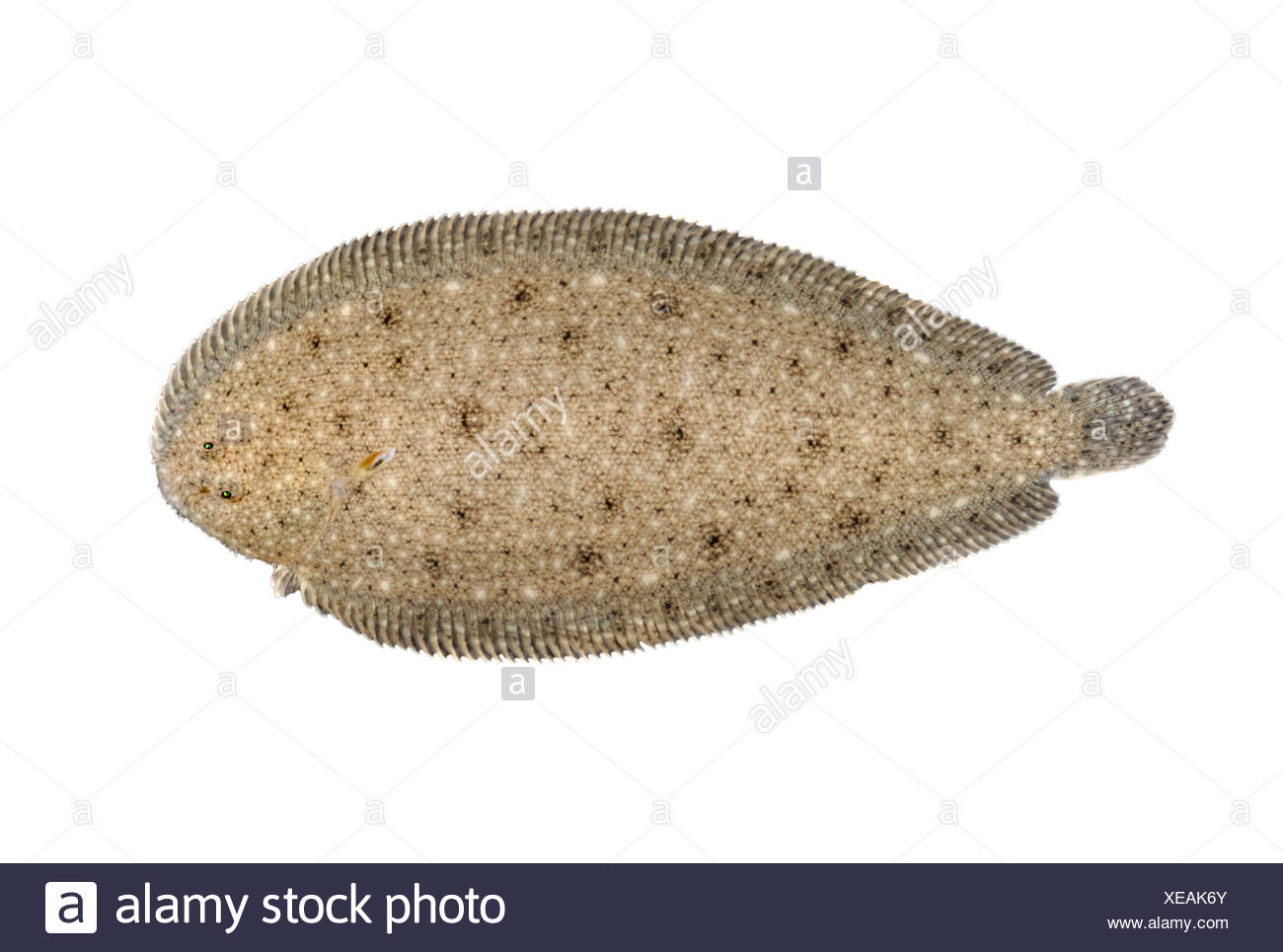 Flat Fish Sand Sole High Resolution Stock Photography and Images - Alamy