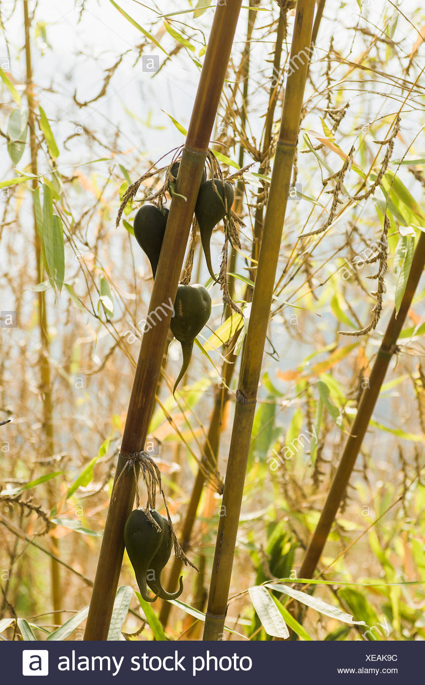 Bandarban Stock Photos & Bandarban Stock Images - Alamy